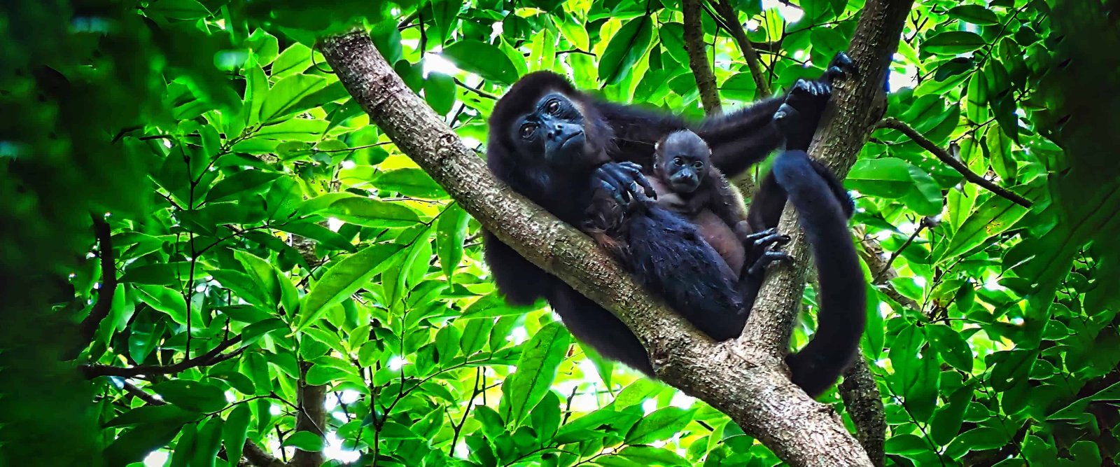 Colaboramos con PANACAC - Hidroeléctrica Morjá